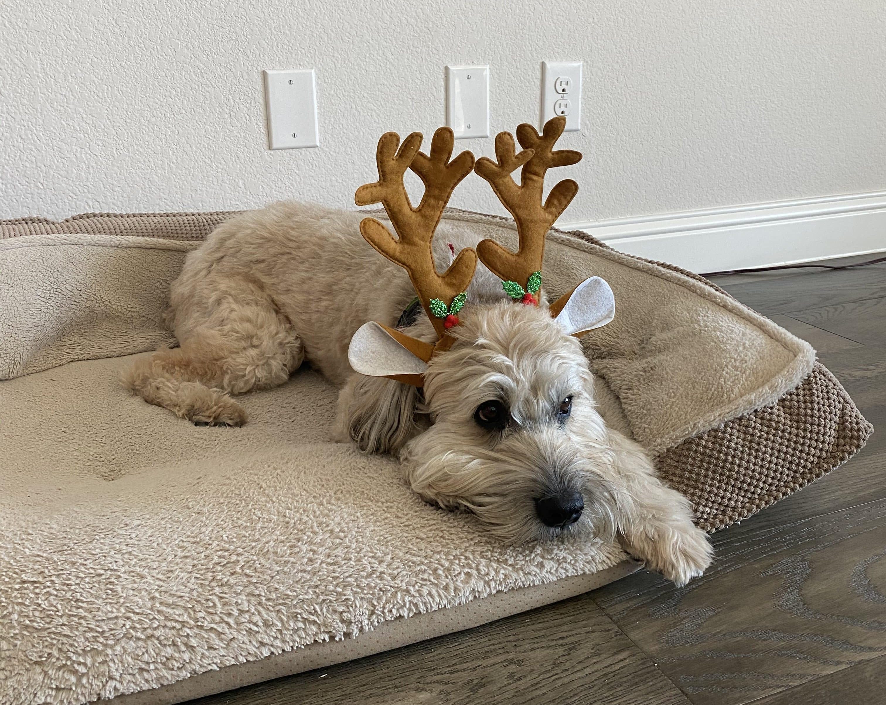 December Pet Club - Living Magazine