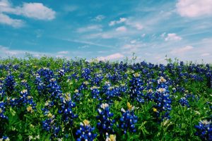 Our Bluebonnet Travel Guide Is Here - Living Magazine